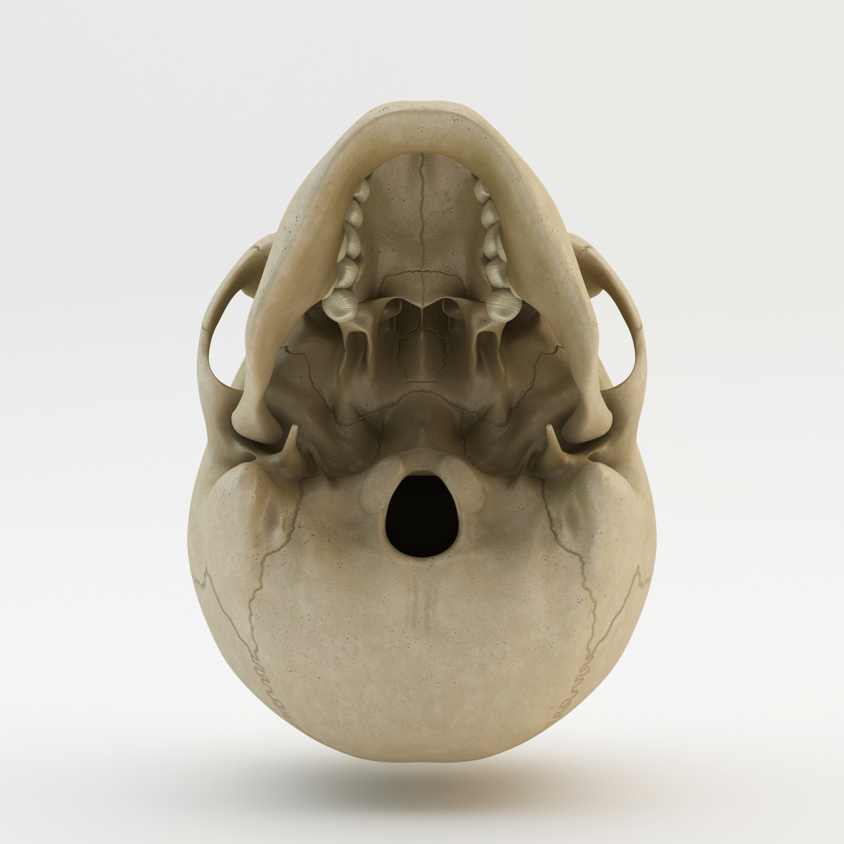 human skull 3d model