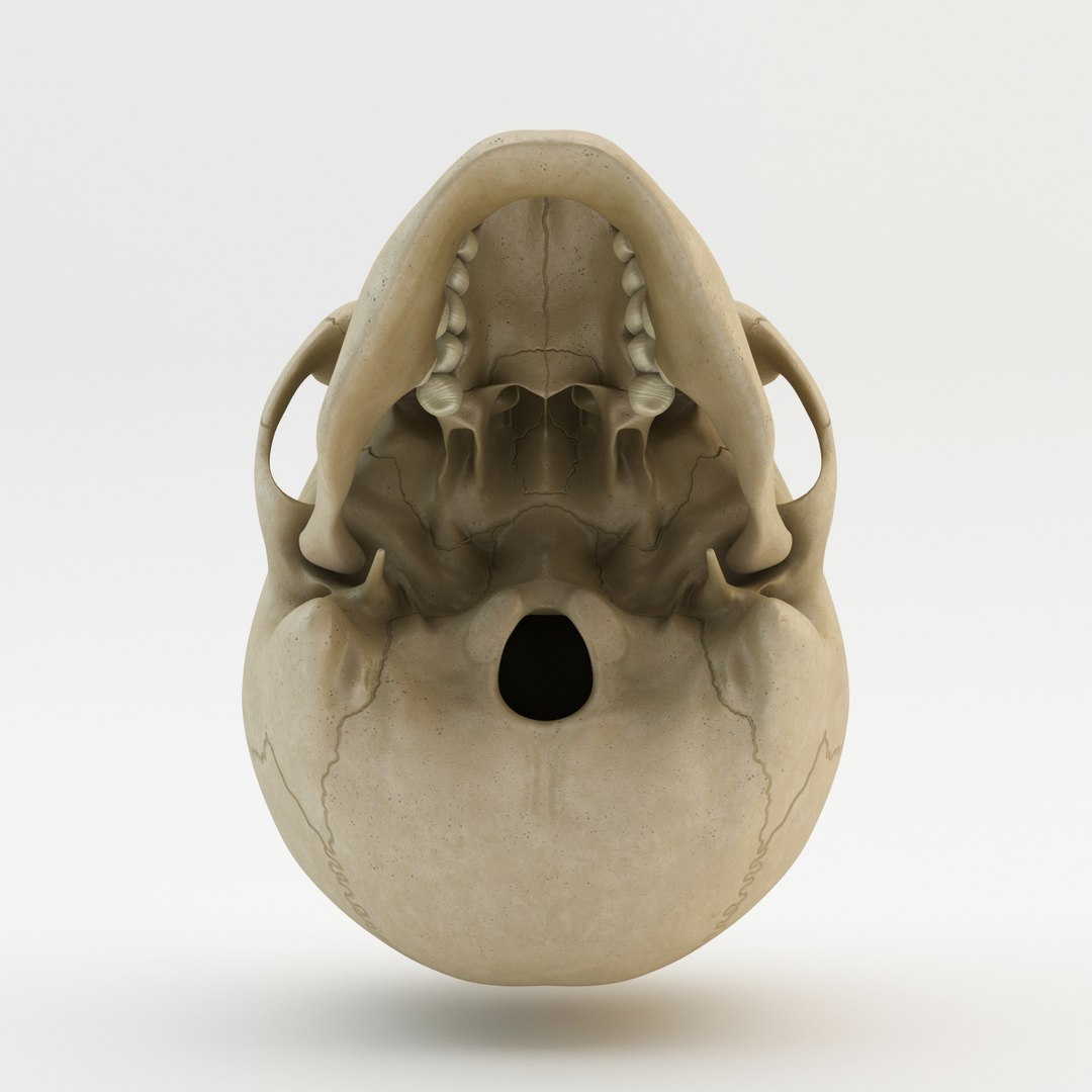 Human Skull 3d Model