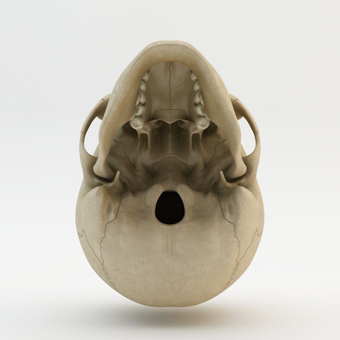 human skull 3d model
