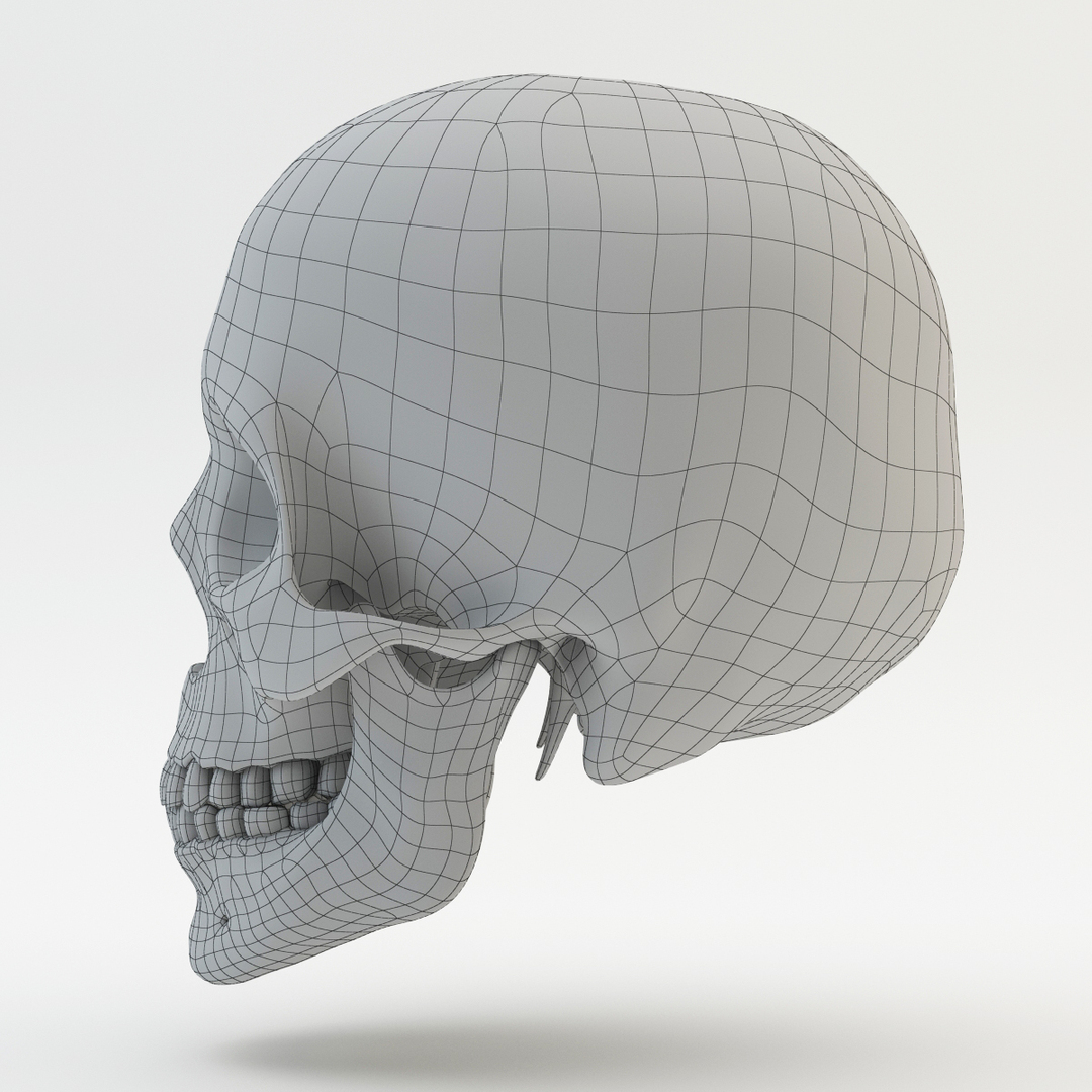 human skull 3d model