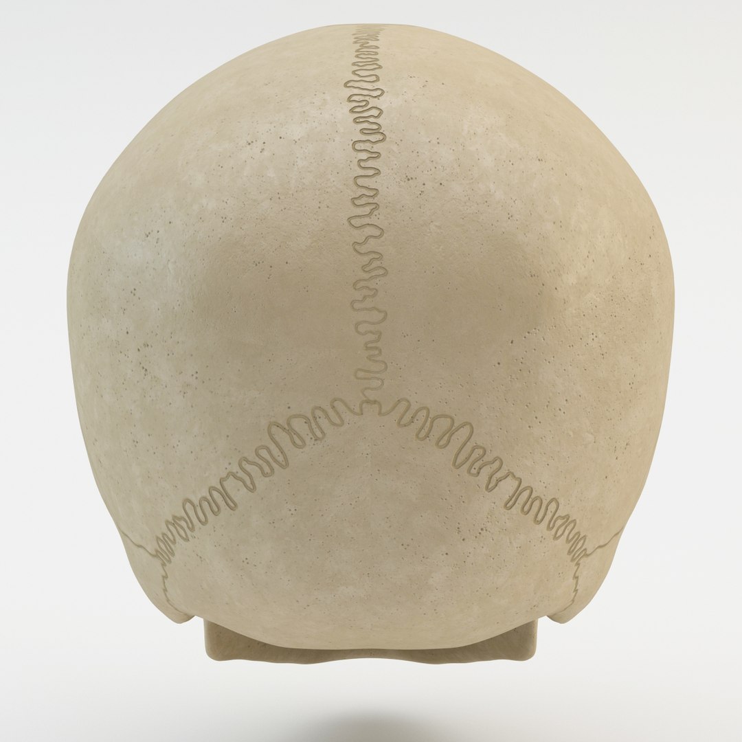 Human Skull 3d Model