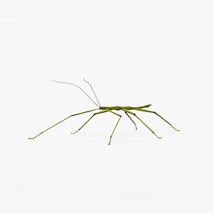Stick Insect 3D Models for Download | TurboSquid