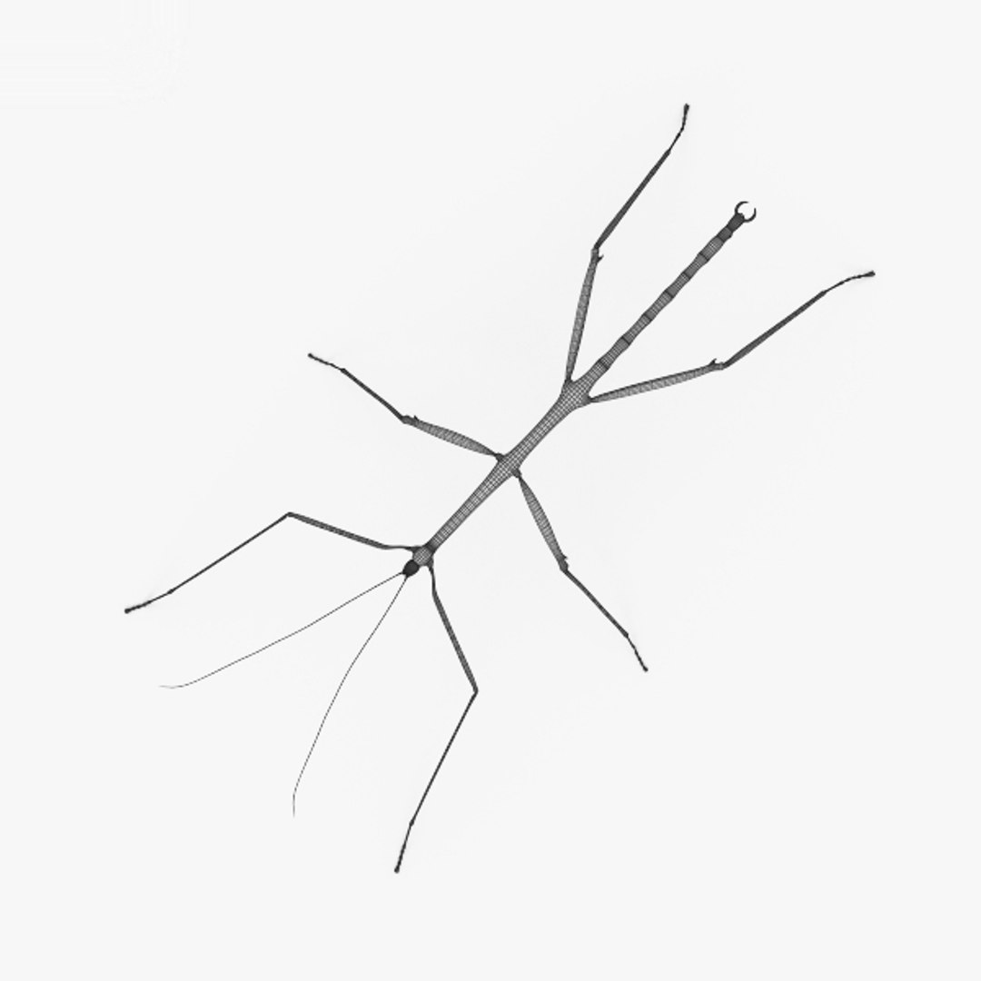 Walkingstick stick 3D model - TurboSquid 1526299