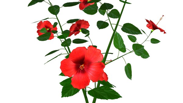 geitonogamy flowering 3d model