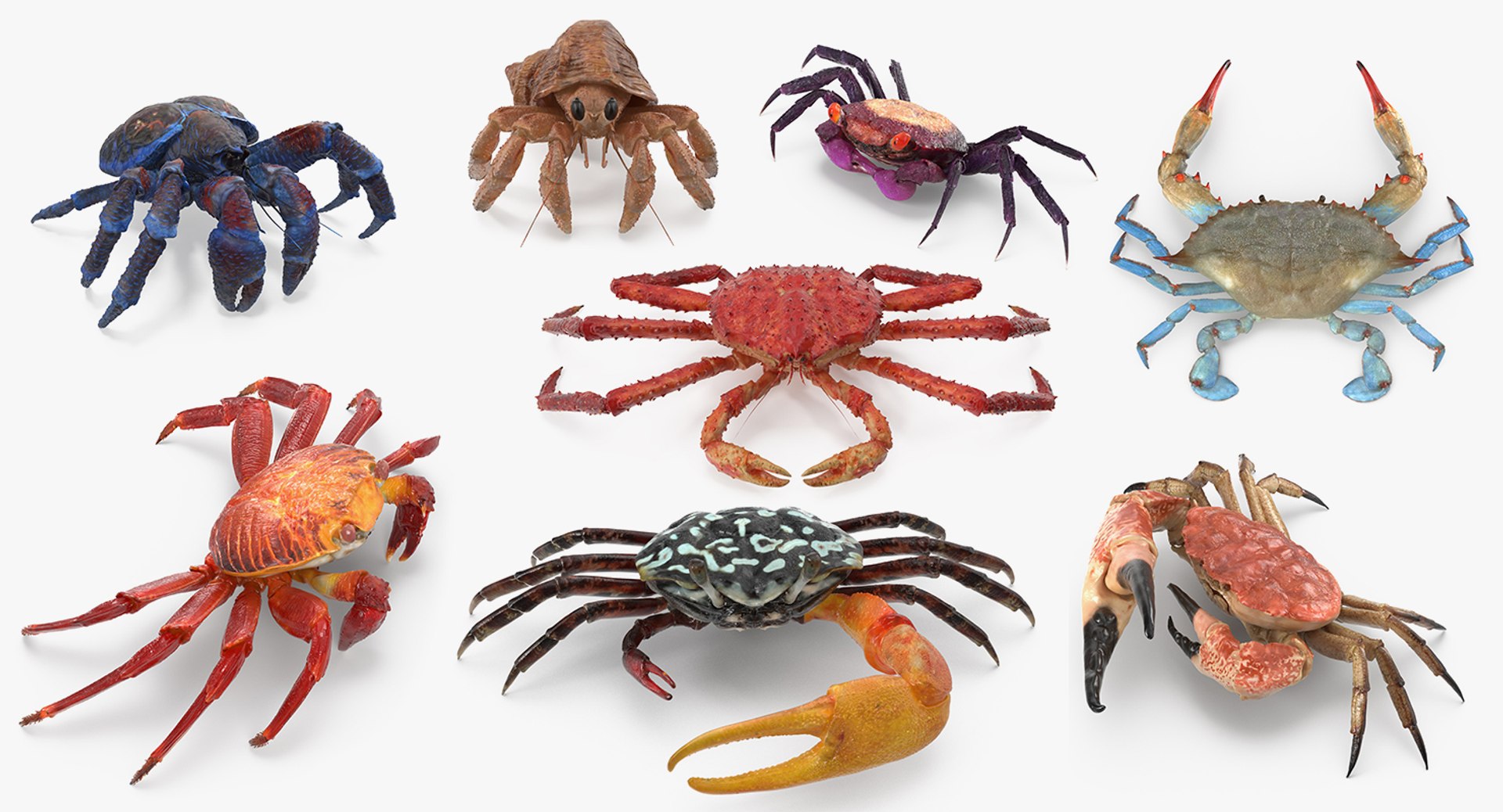Crabs 3 3D model - TurboSquid 1270910