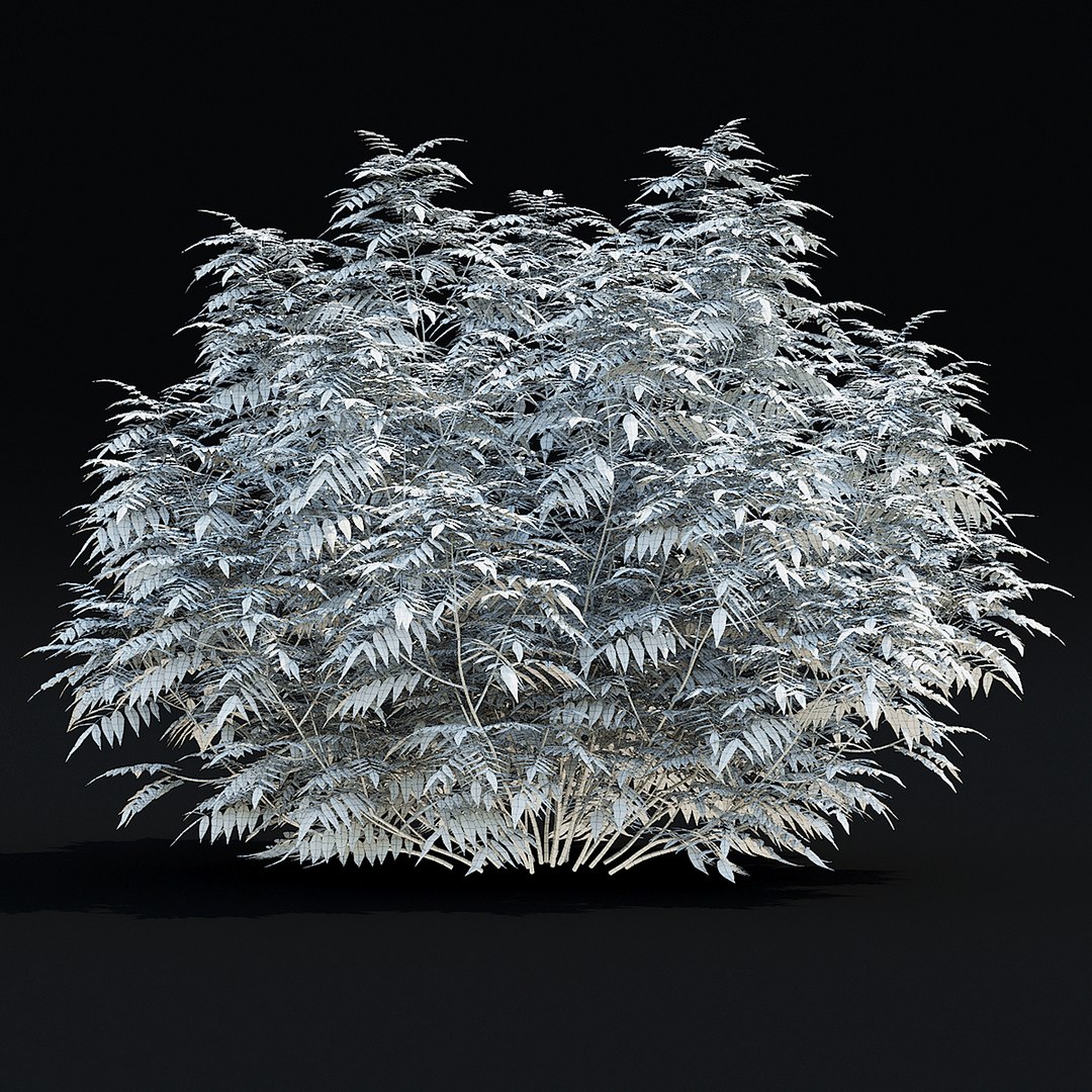 3D Model Sorbaria Sorbifolia - TurboSquid 1967552