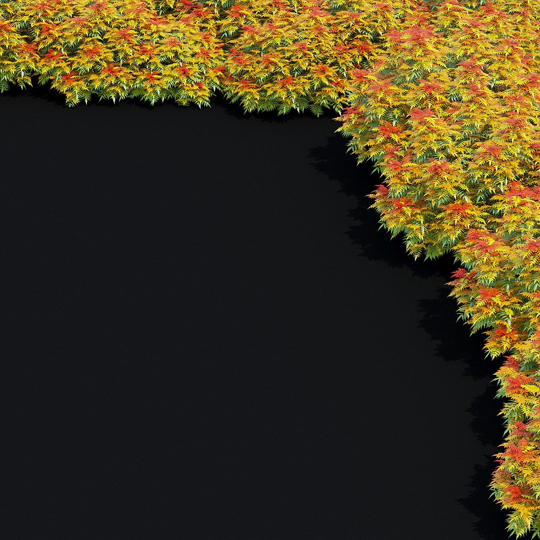 3D Model Sorbaria Sorbifolia - TurboSquid 1967552