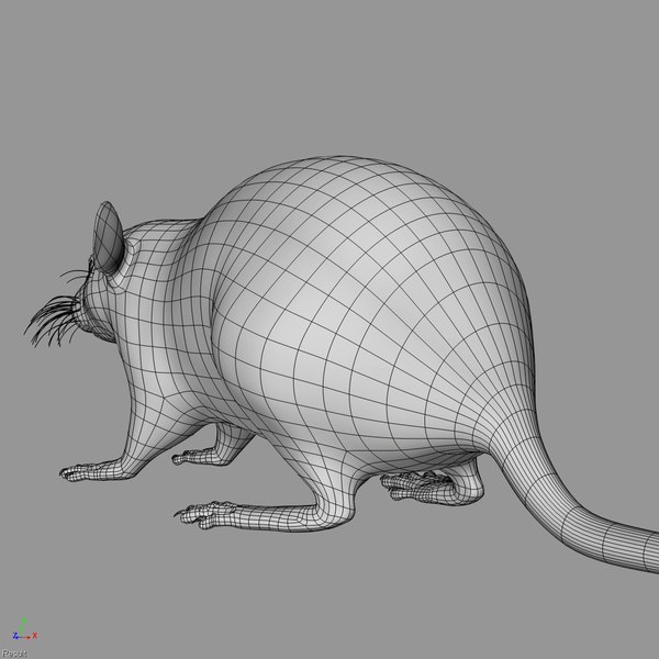 3d brown rat model