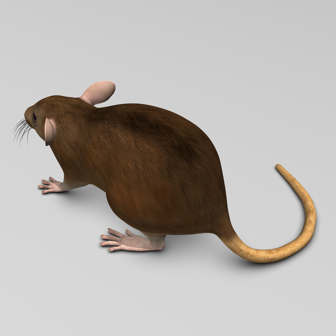 3d brown rat model