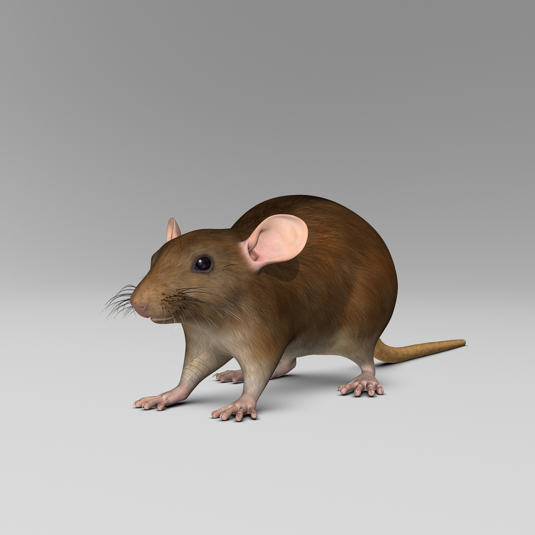 3d Brown Rat Model