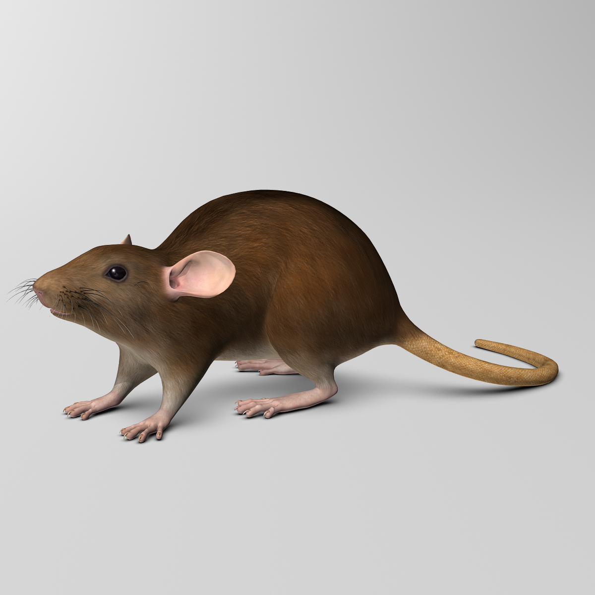 3d brown rat model
