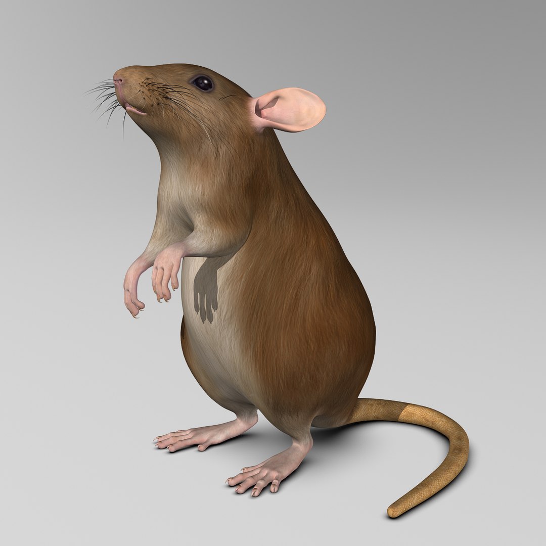 3d Brown Rat Model