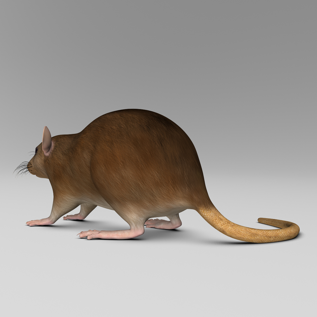 3d brown rat model