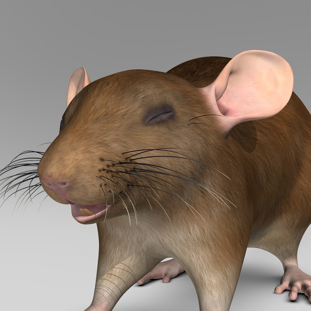 3d Brown Rat Model