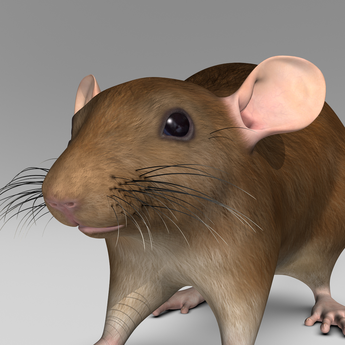 3d brown rat model