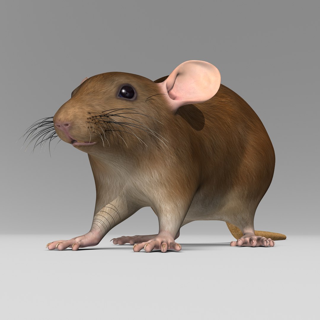 3d Brown Rat Model