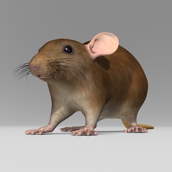 3d brown rat model