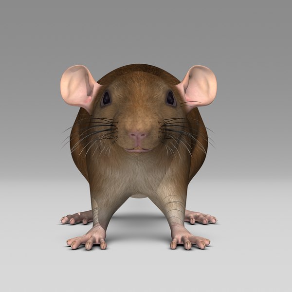 3d brown rat model