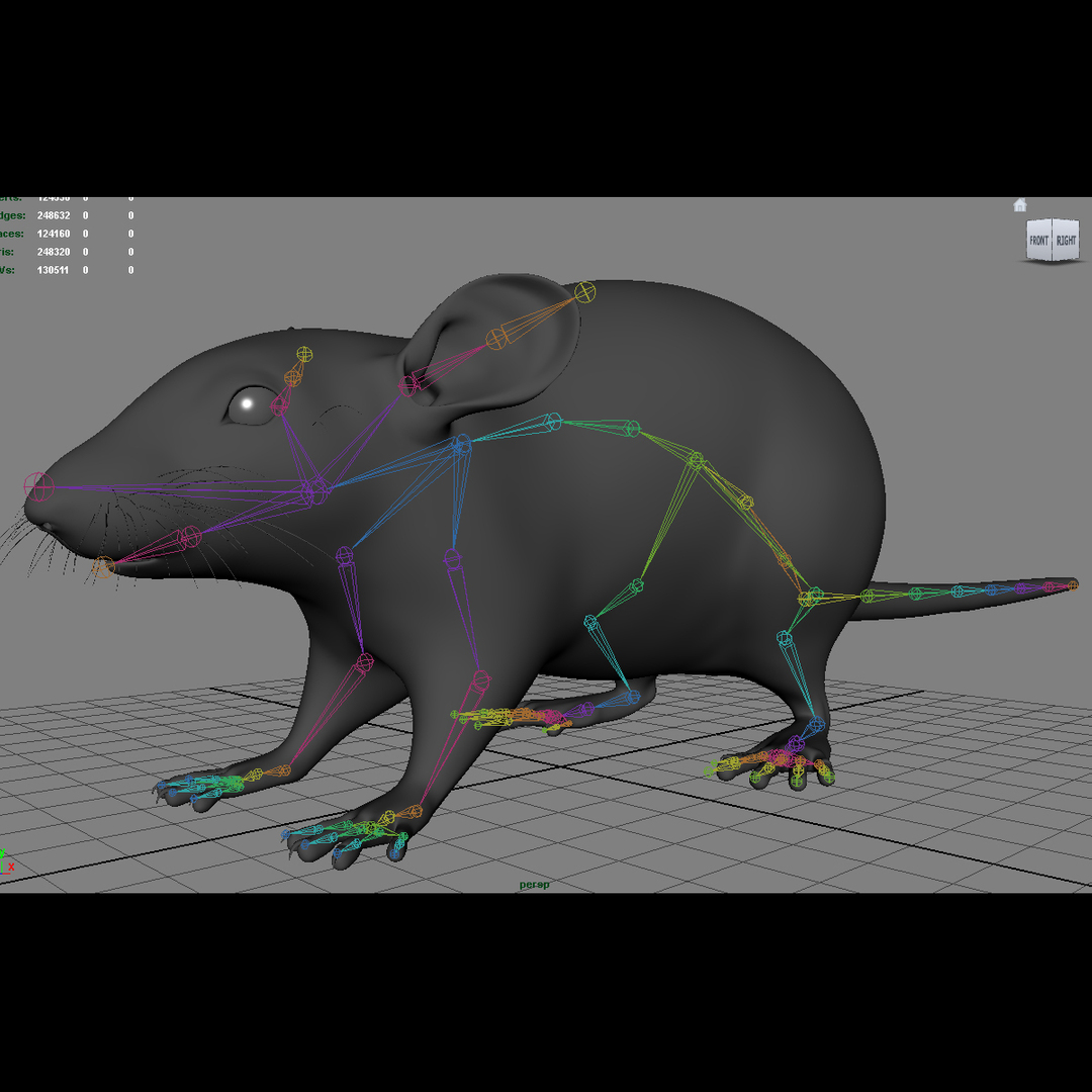 3d brown rat model