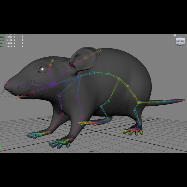 3d brown rat model