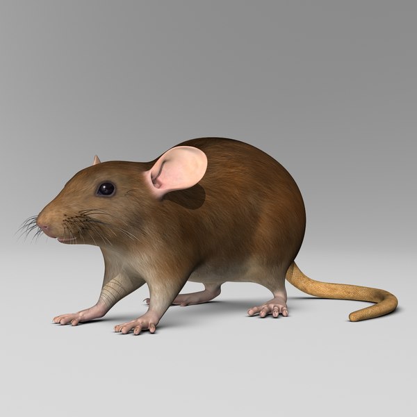 3d brown rat model