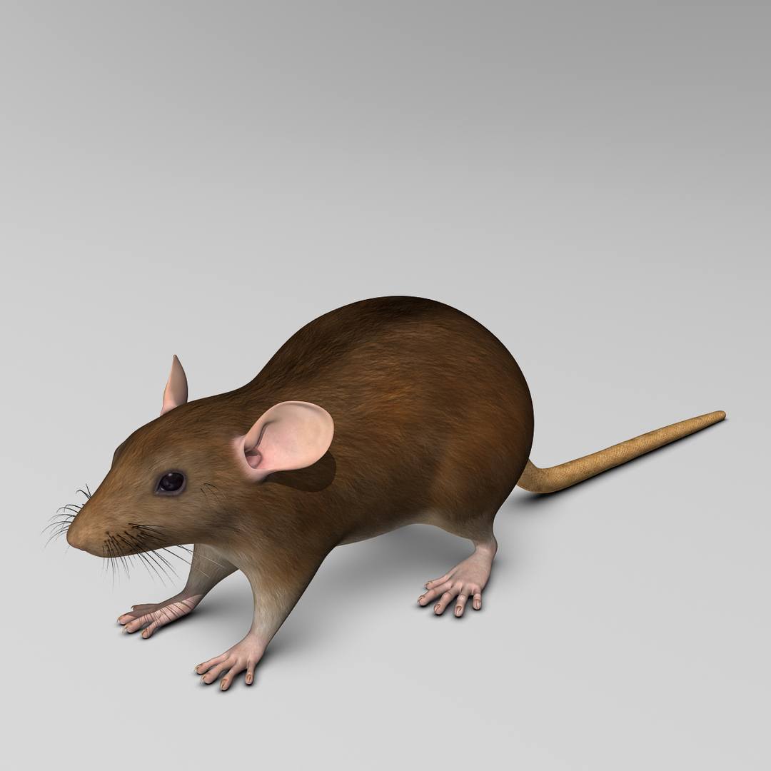 3d brown rat model