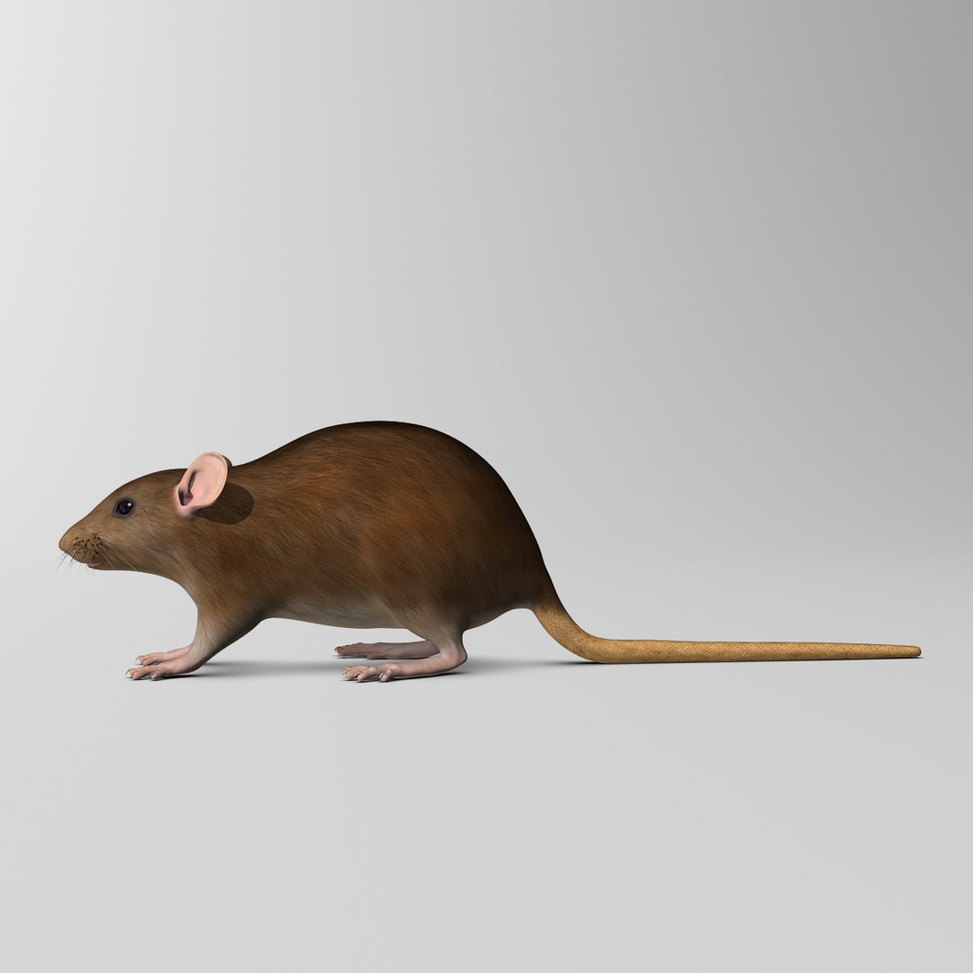 3d Brown Rat Model