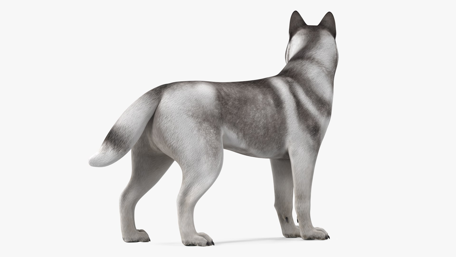 3D Siberian Husky Gray Standing Pose - TurboSquid 1805401