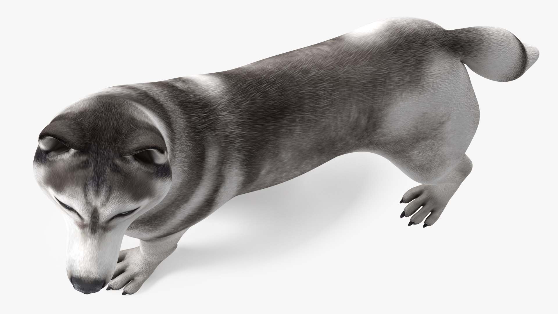 3D Siberian Husky Gray Standing Pose - TurboSquid 1805401