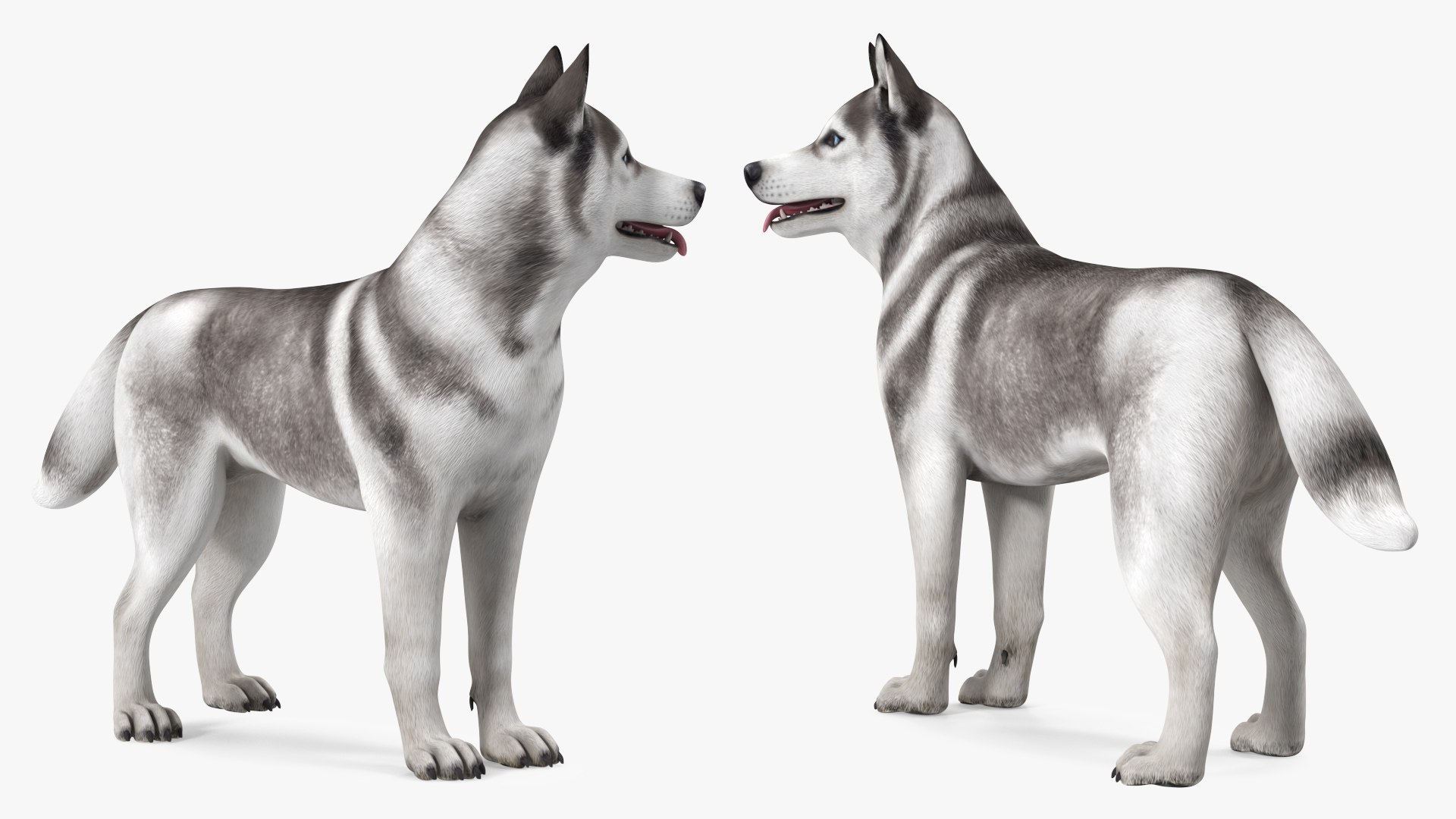 3D Siberian Husky Gray Standing Pose - TurboSquid 1805401