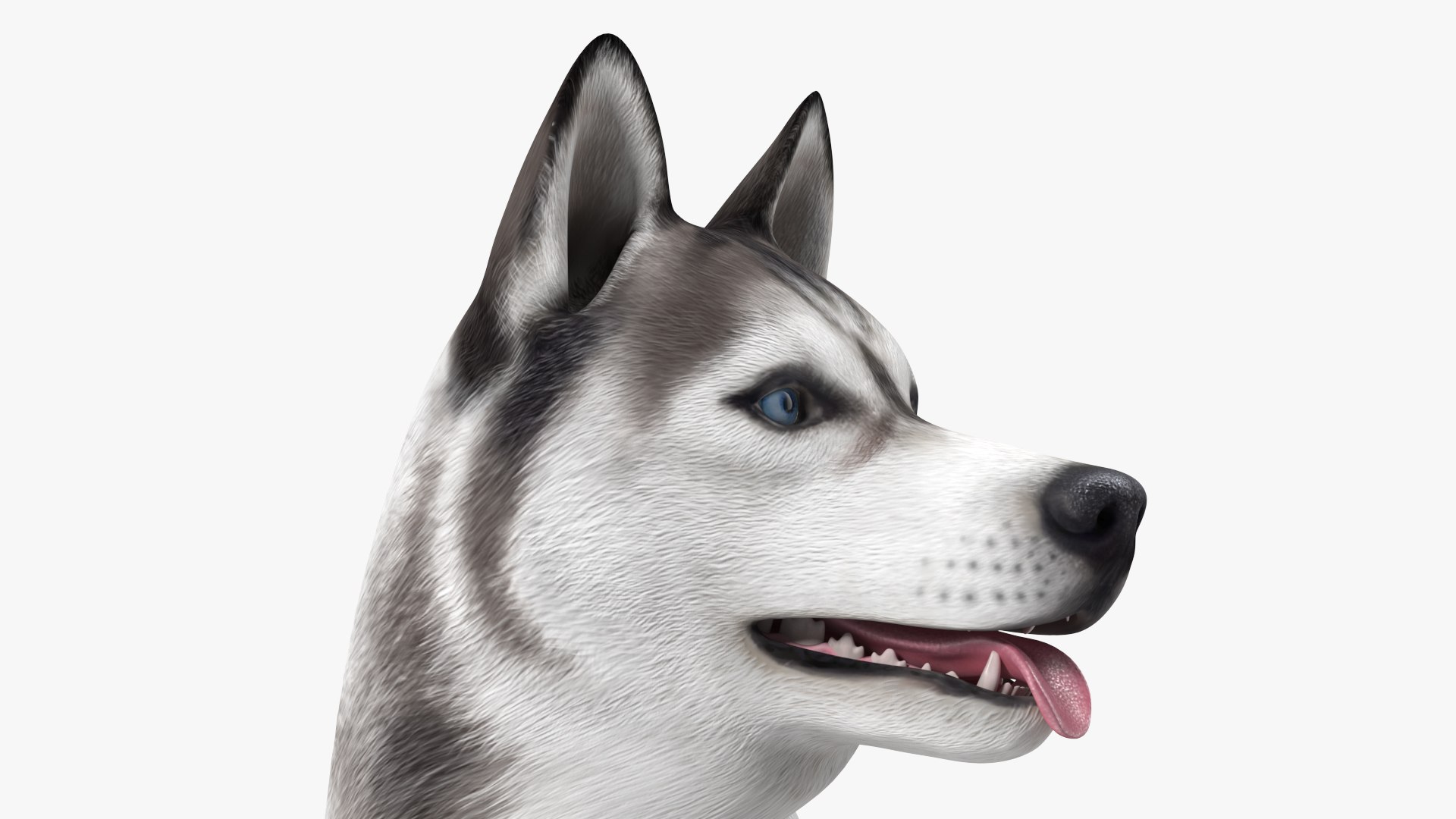 3D Siberian Husky Gray Standing Pose - TurboSquid 1805401