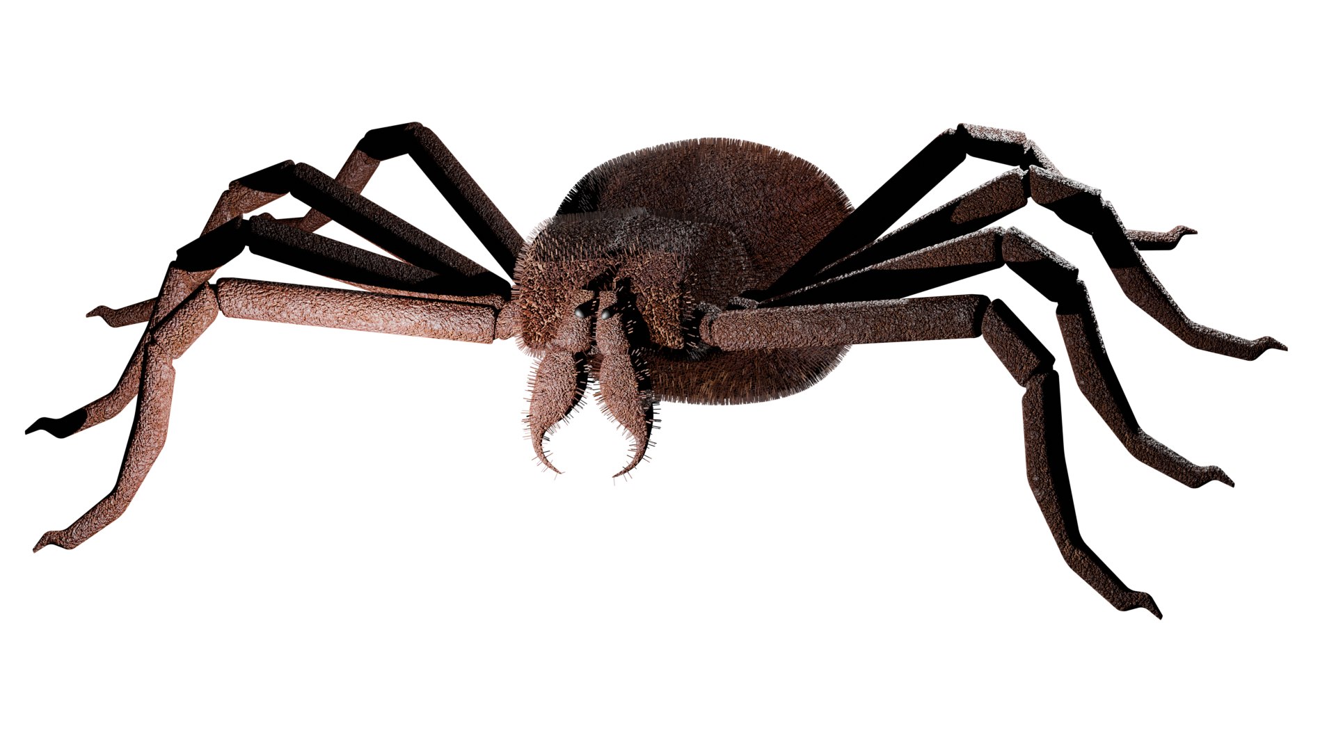 3D Spider - TurboSquid 2257919