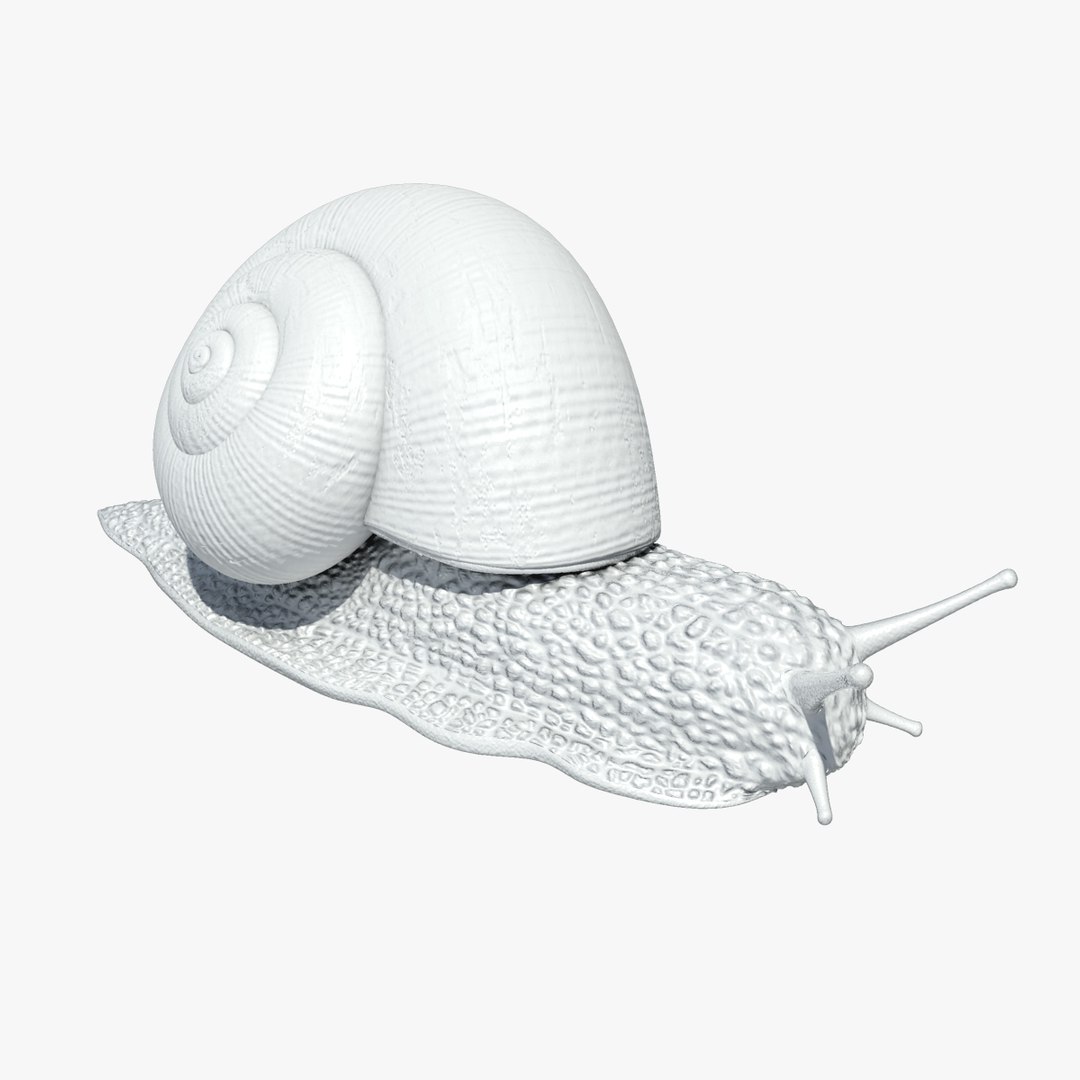 snail helix pomatia 3d model
