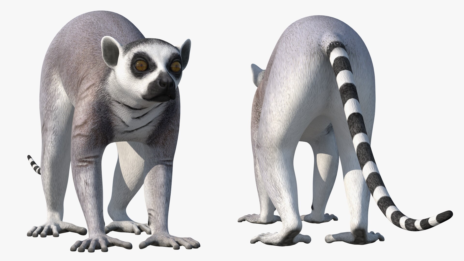 3D Model Lemur Rigged For Maya - TurboSquid 2208773