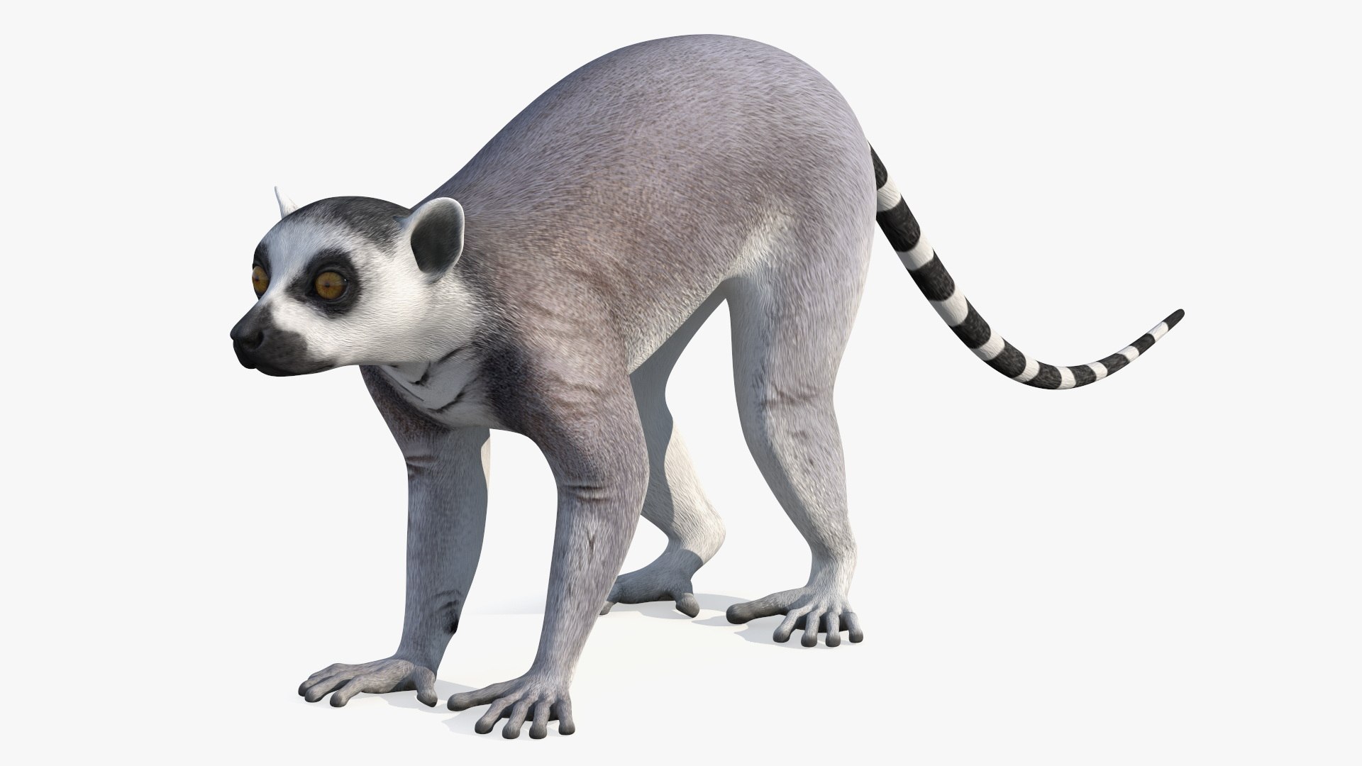 3D Model Lemur Rigged For Maya - TurboSquid 2208773
