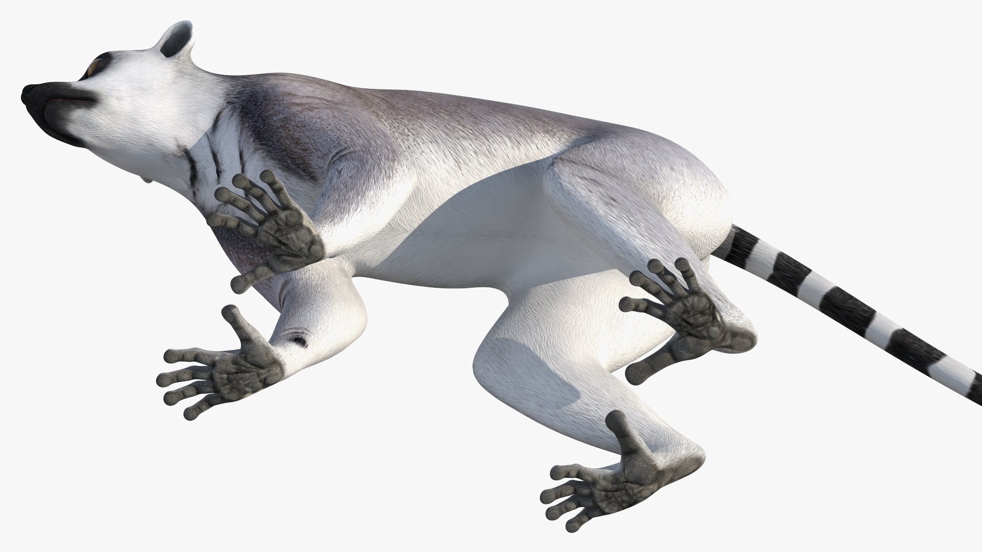 3D Model Lemur Rigged For Maya - TurboSquid 2208773