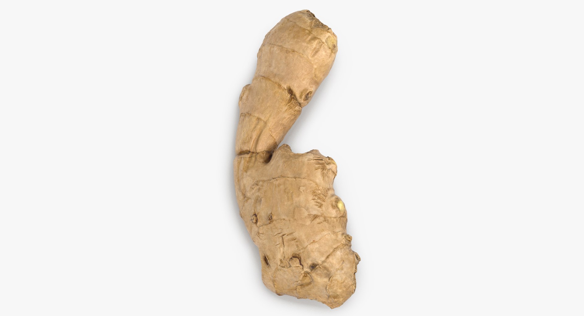 Ginger root 02 3D model - TurboSquid 1399232