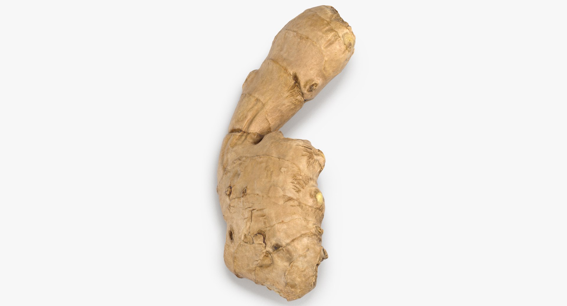 Ginger root 02 3D model - TurboSquid 1399232