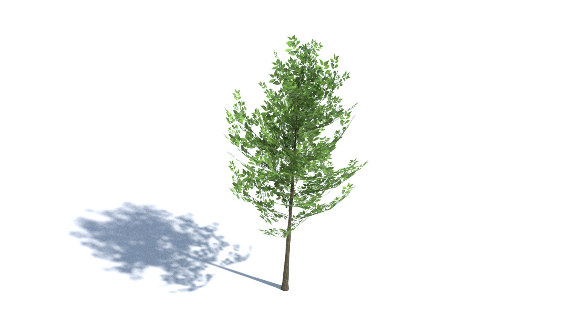 Small Tree 3d Model
