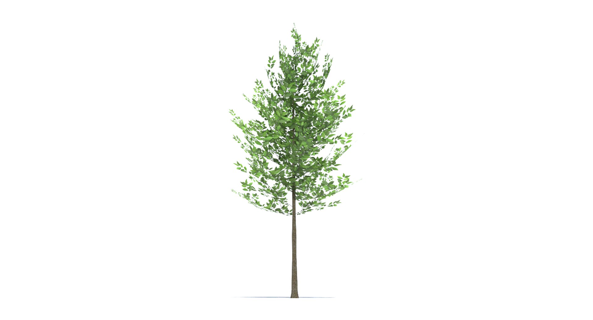 Small Tree 3d Model