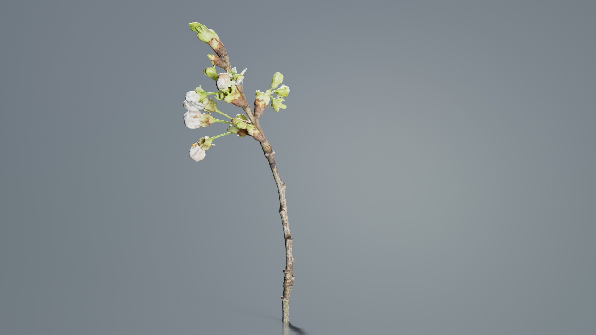 3D Prunus Armeniaca Siberian Apricot Rosaceae Sprout Remastered ...