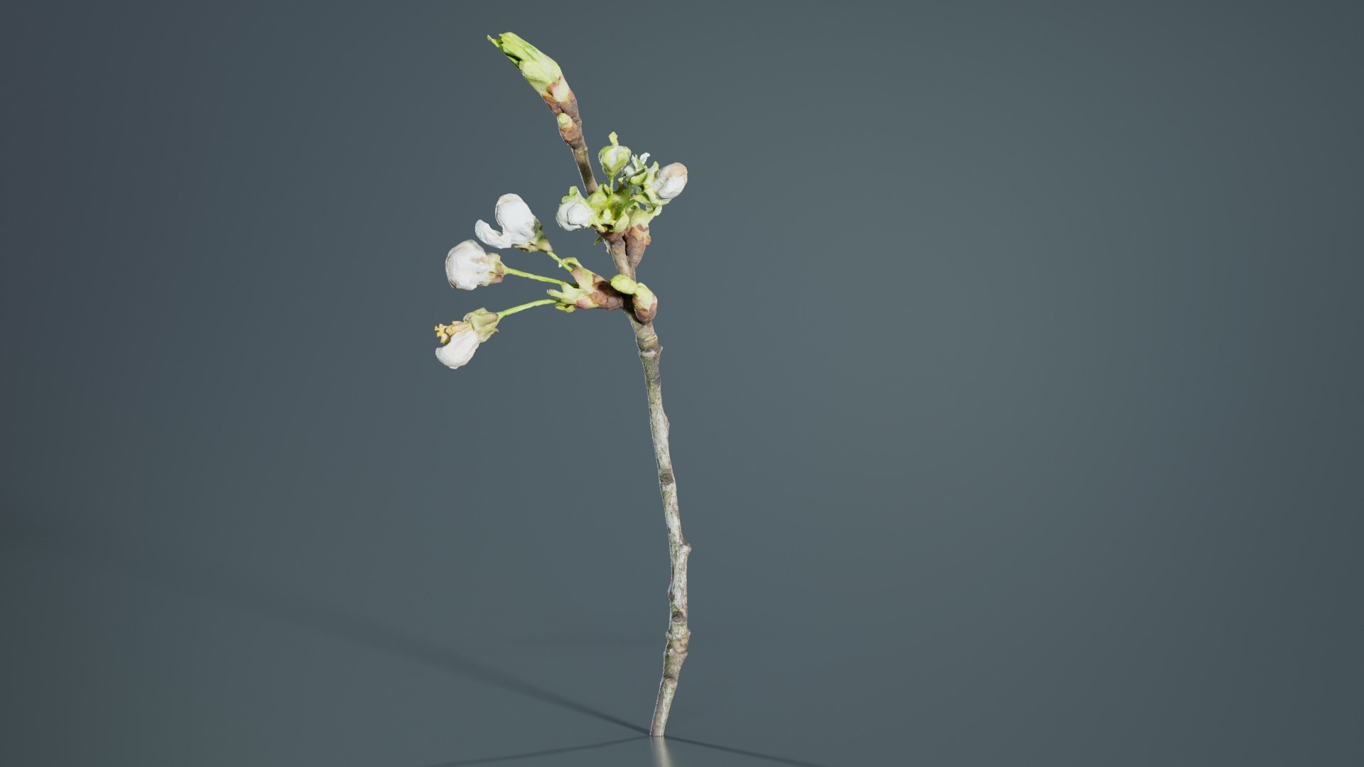 3D Prunus Armeniaca Siberian Apricot Rosaceae Sprout Remastered ...