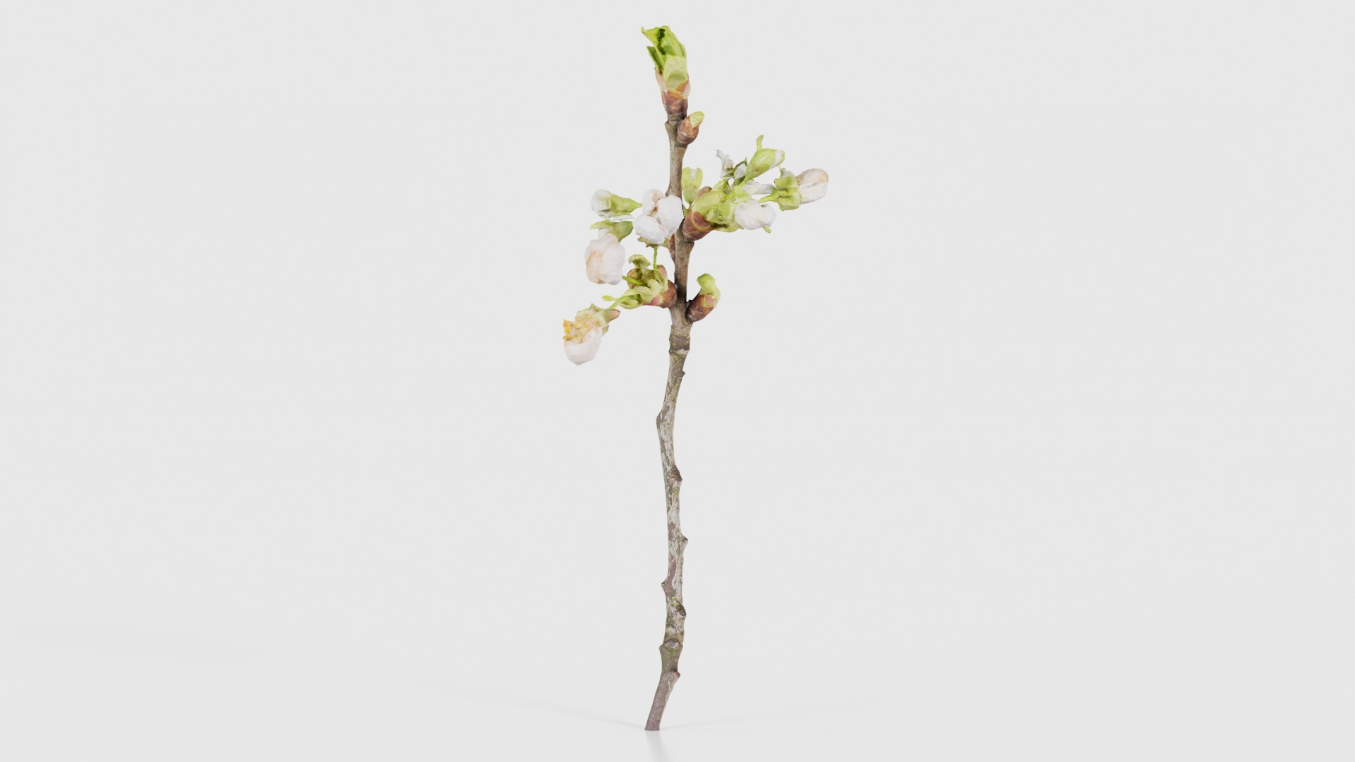3D Prunus Armeniaca Siberian Apricot Rosaceae Sprout Remastered ...