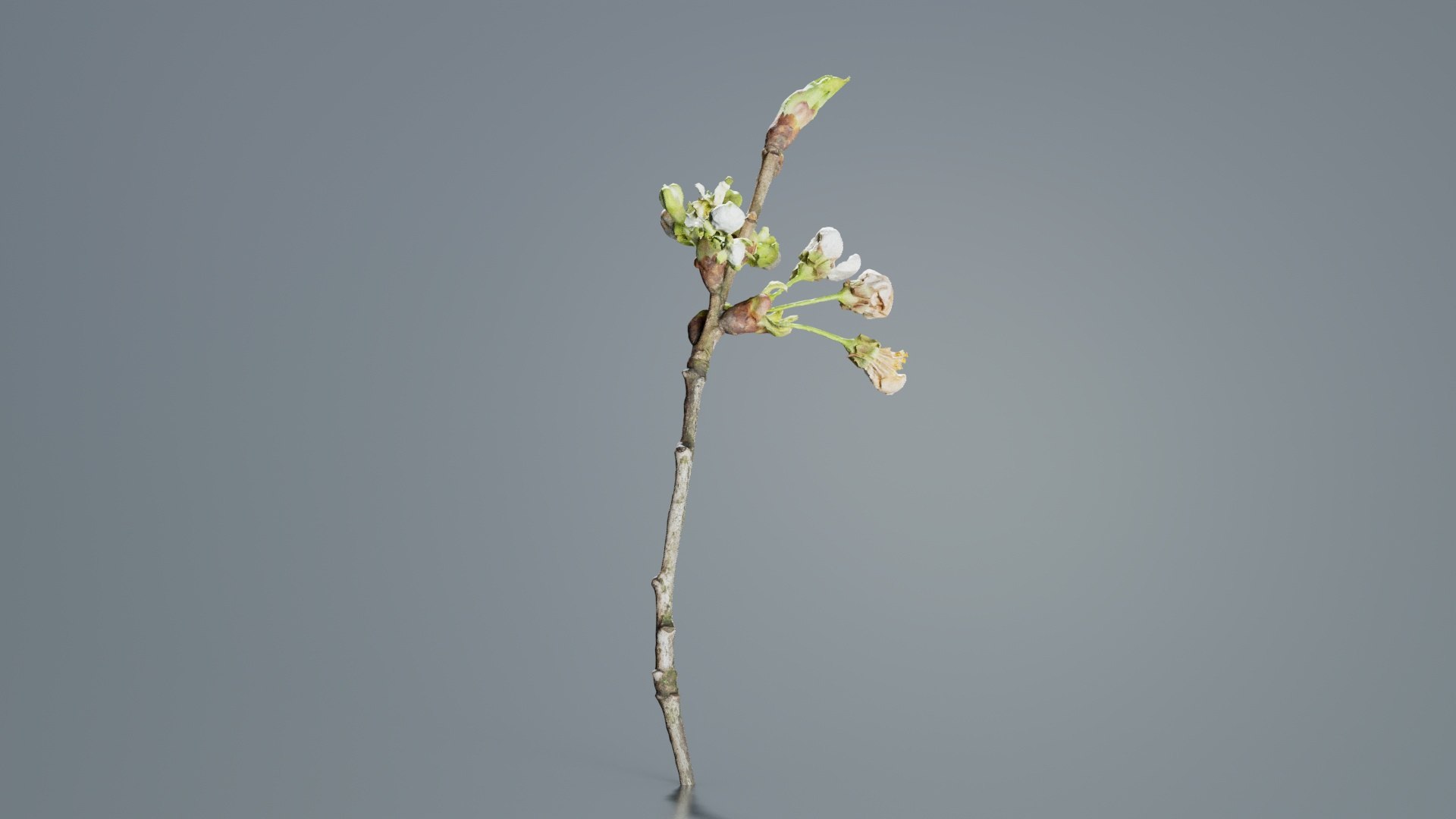 3D Prunus Armeniaca Siberian Apricot Rosaceae Sprout Remastered ...