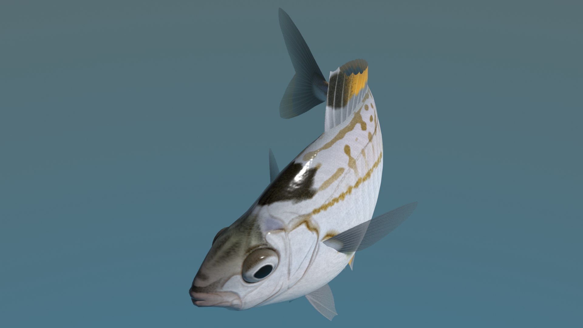 Nuchequula Nuchalis Swimming 3d Model