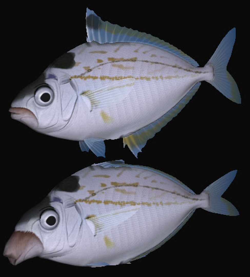 Nuchequula Nuchalis Swimming 3d Model