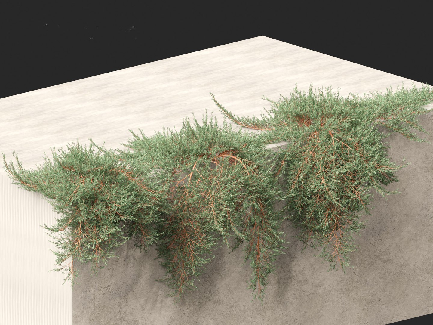 Juniperus horizontalis - Golden Carpet Creeping Juniper 3D model ...