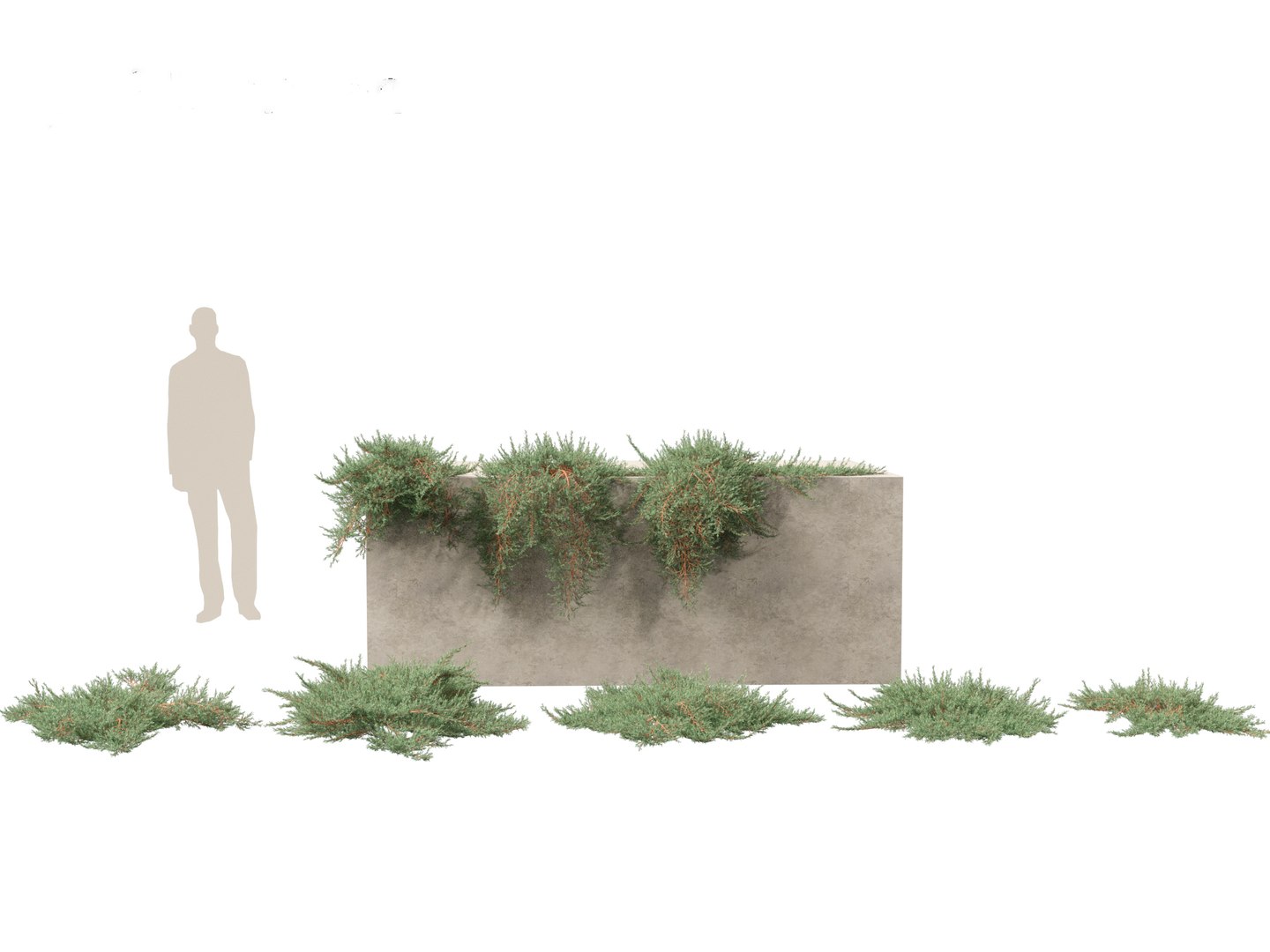 Juniperus horizontalis - Golden Carpet Creeping Juniper 3D model ...