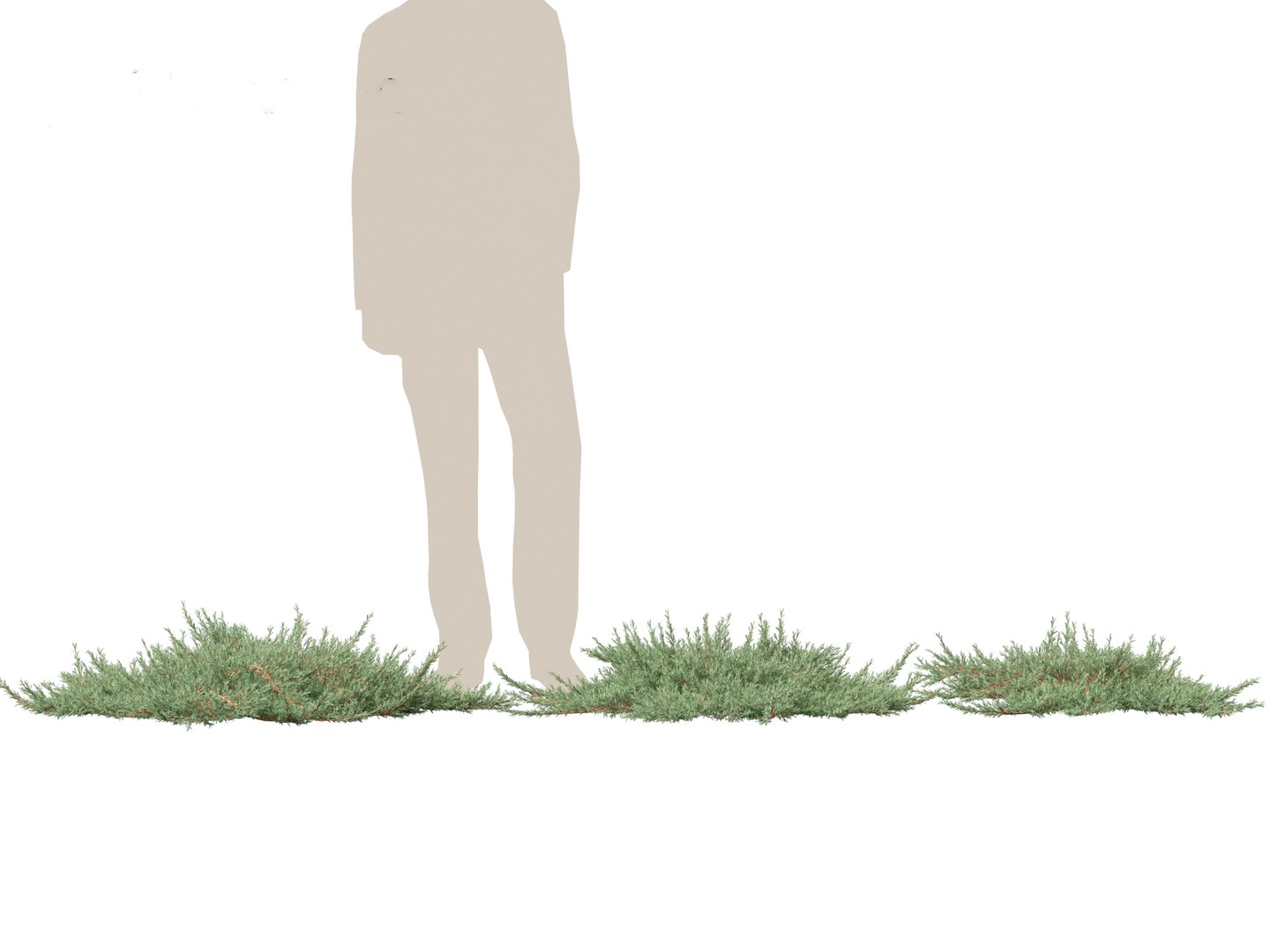 Juniperus horizontalis - Golden Carpet Creeping Juniper 3D model ...