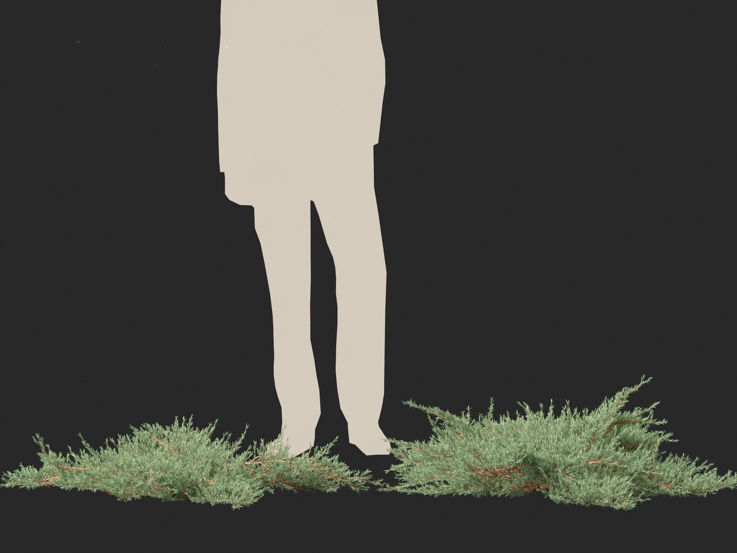 Juniperus horizontalis - Golden Carpet Creeping Juniper 3D model ...